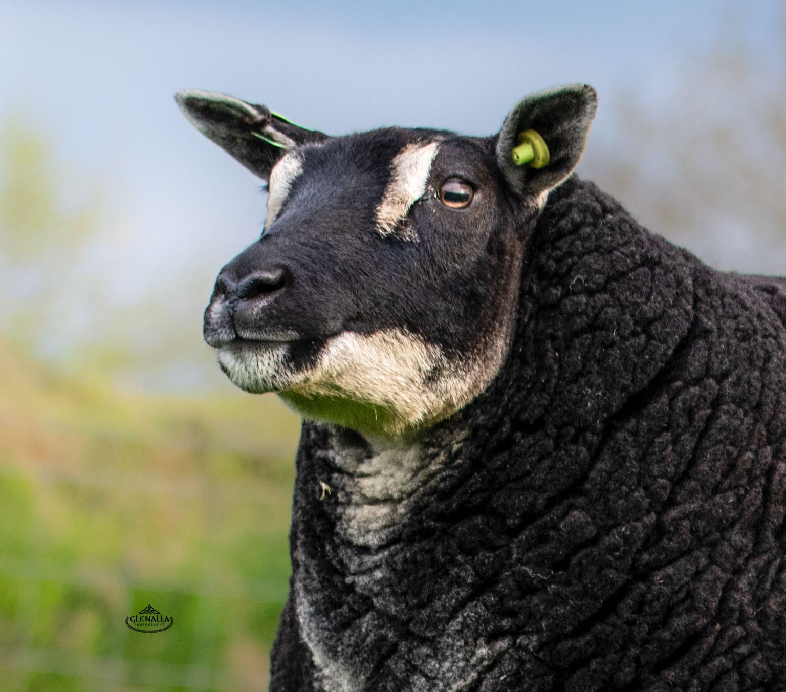 Office staff – Badger Face Texel Society